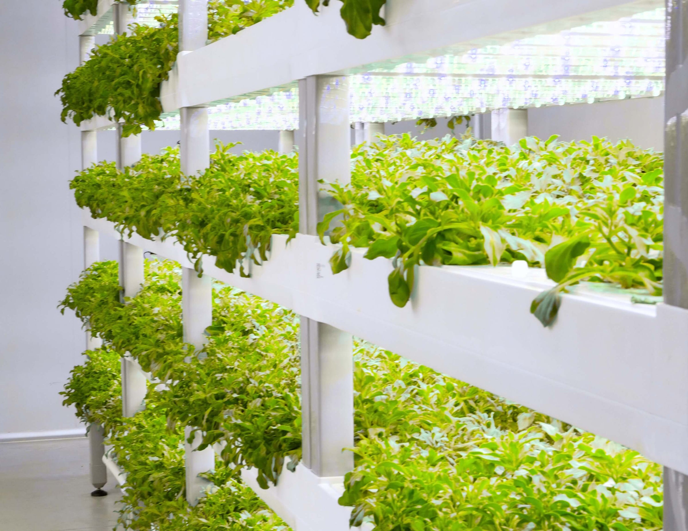 Hydroponic Systems